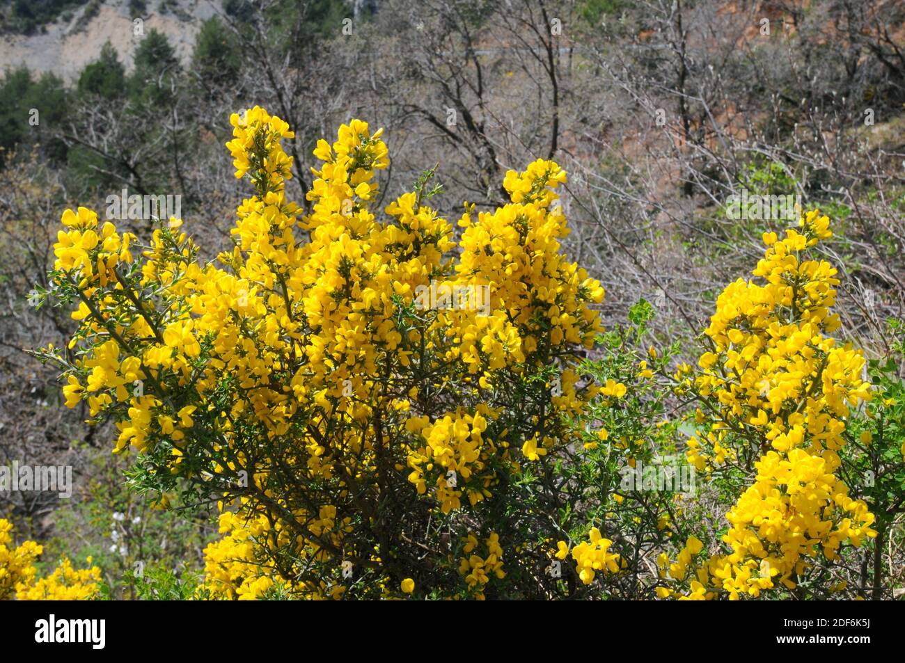 Genista shrub mediterranean flora hi-res stock photography and images ...