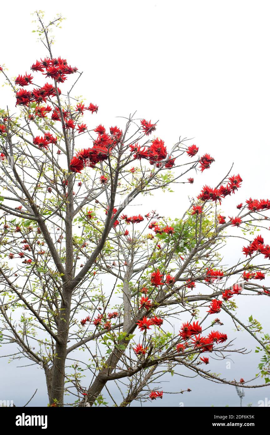 Africa coral tree hi-res stock photography and images - Alamy
