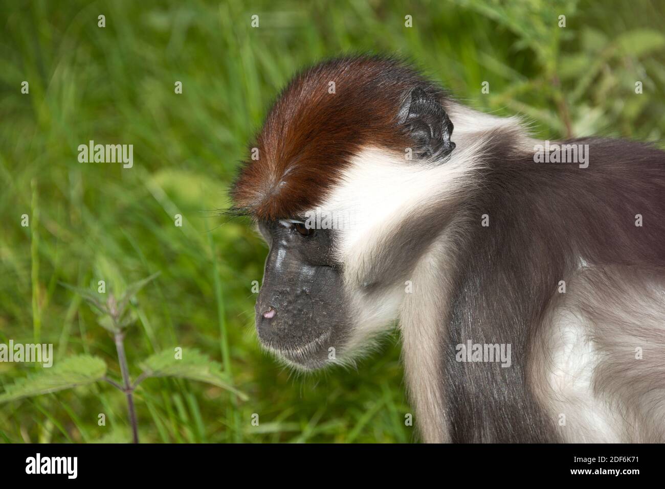 Mangabey hi-res stock photography and images - Alamy