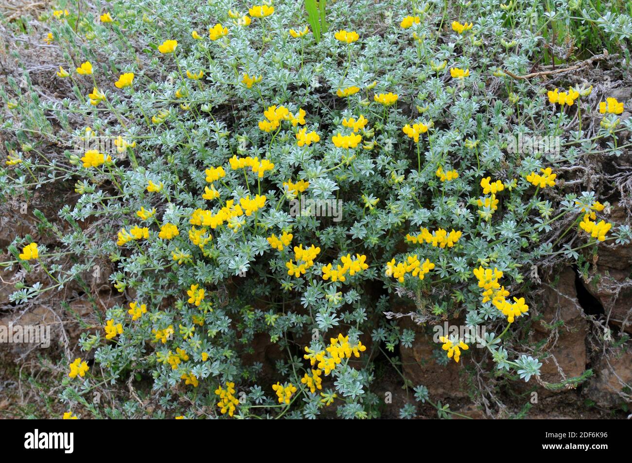 Close up lotus flower hi-res stock photography and images - Alamy