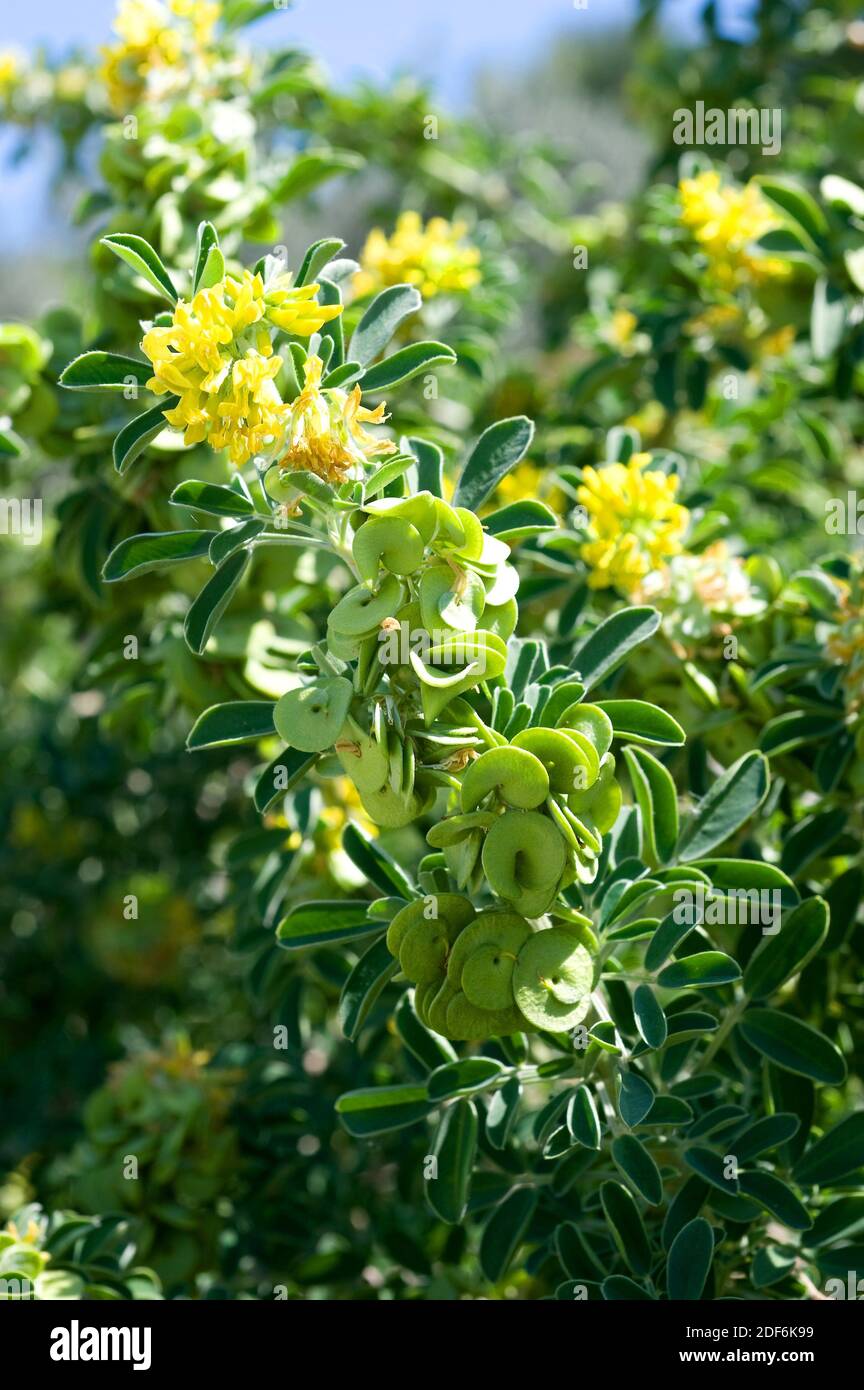 Alfalfa arborea hi-res stock photography and images - Alamy