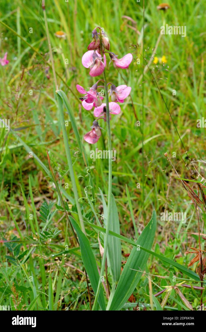Perennial Pea High Resolution Stock Photography and Images - Alamy