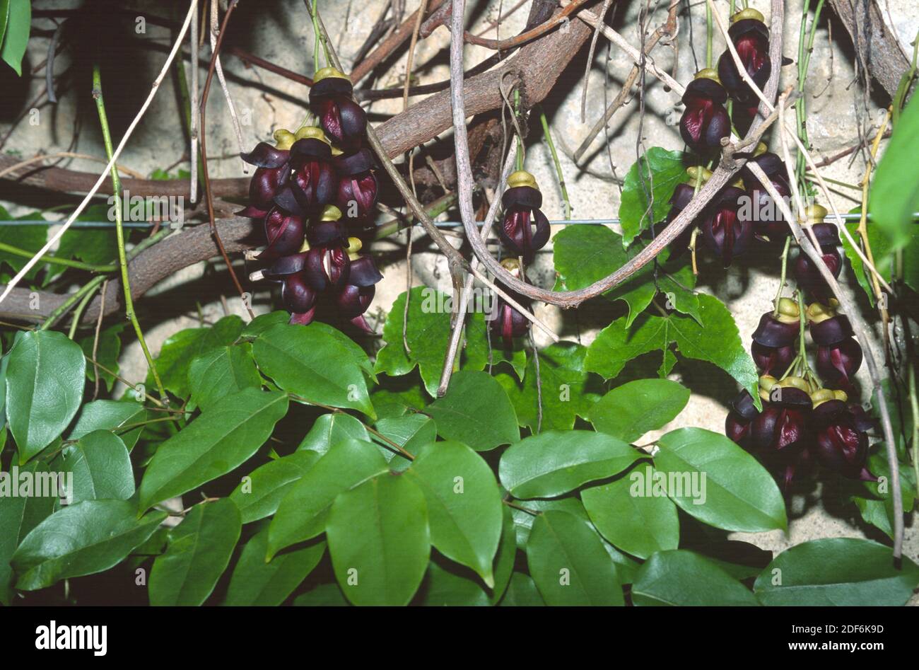 Vine Mucuna High Resolution Stock Photography and Images - Alamy