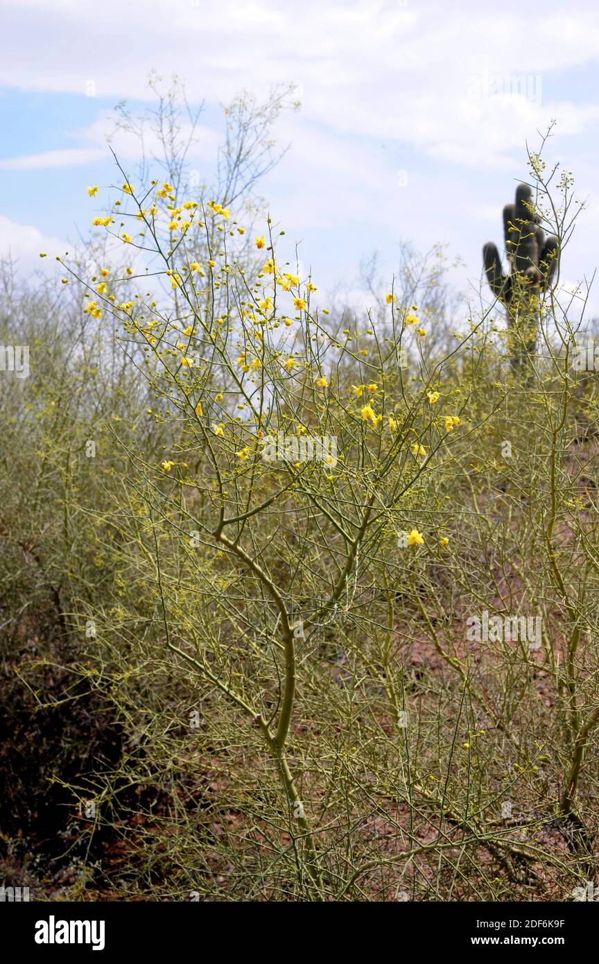 Mexico yellow hi-res stock photography and images - Alamy
