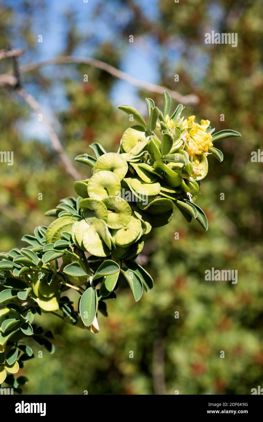 Alfalfa leaves hi-res stock photography and images - Alamy