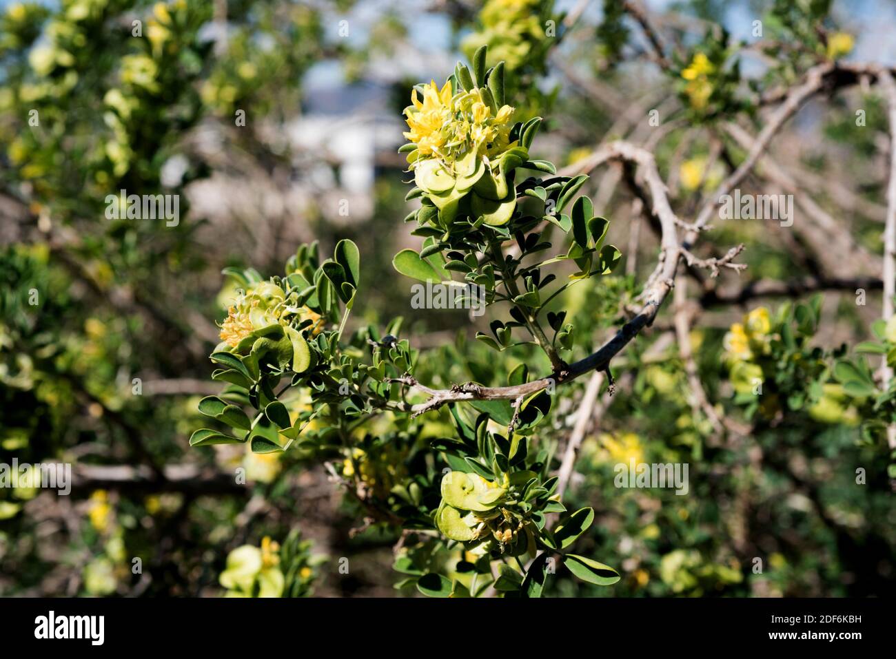 Alfalfa leaves hi-res stock photography and images - Alamy