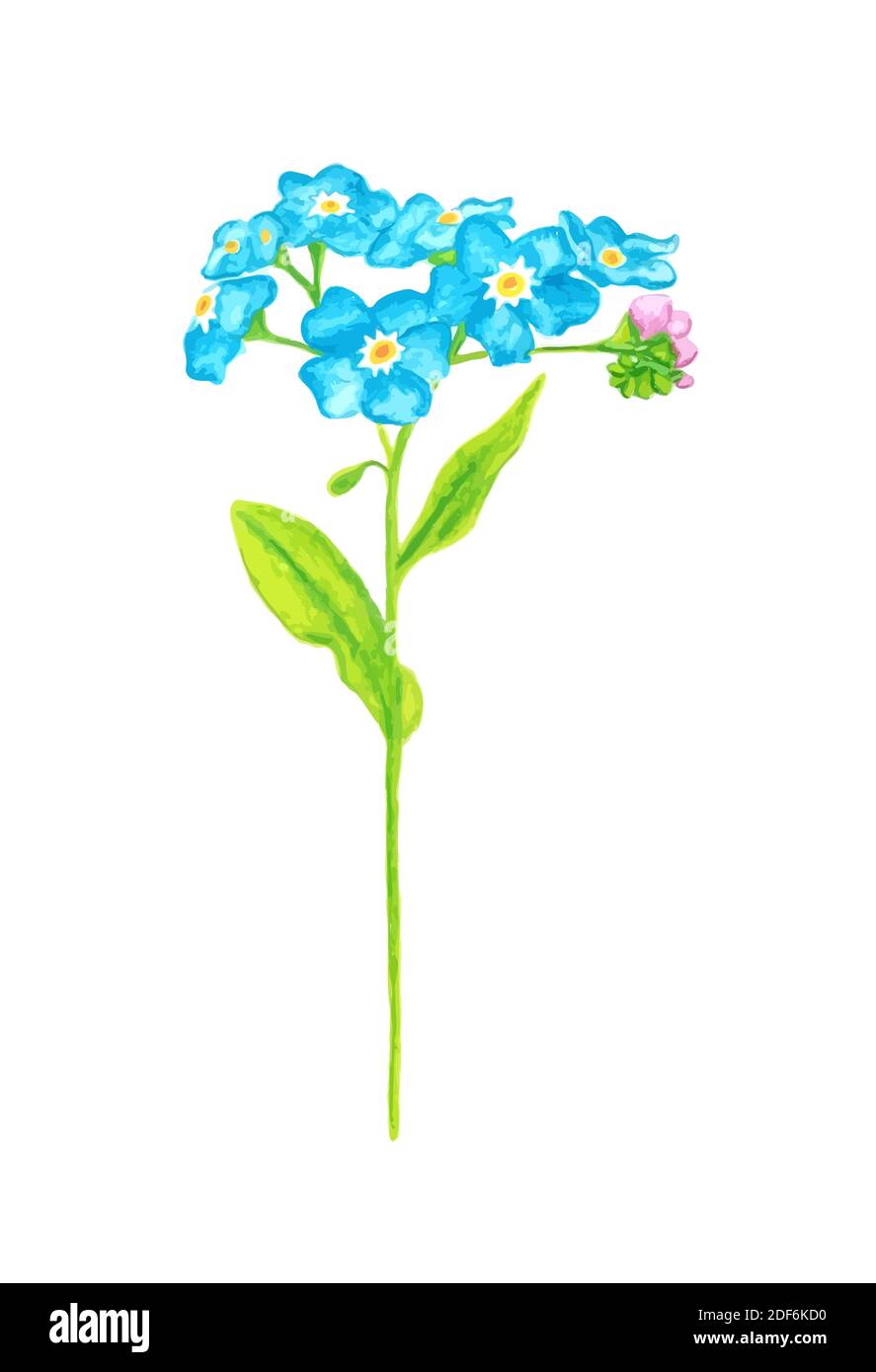 Forget me not flower isolated on white background. Blue and pink bloom ...