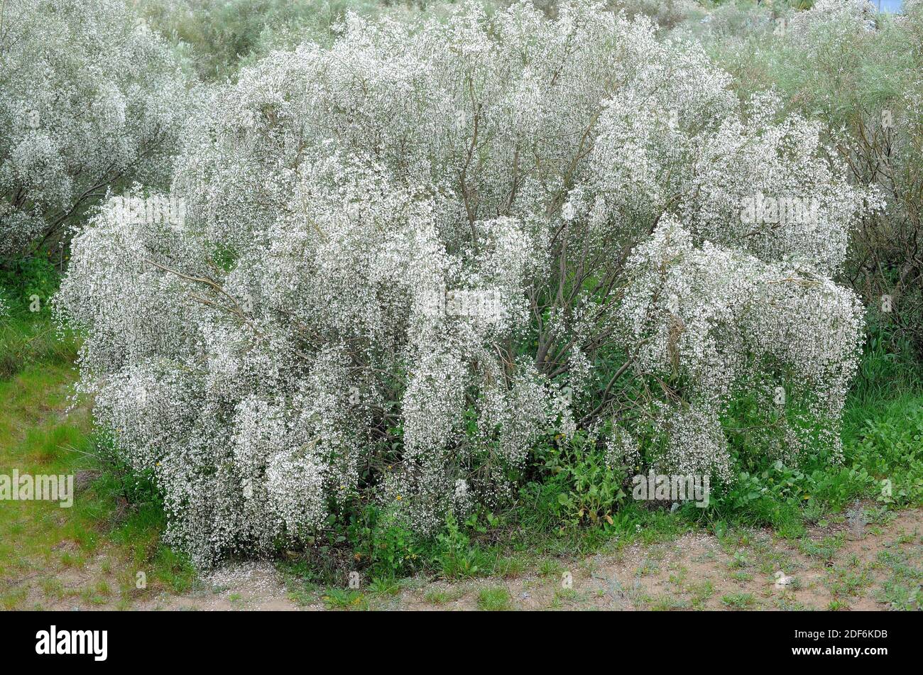 Retama Monosperma High Resolution Stock Photography and Images - Alamy