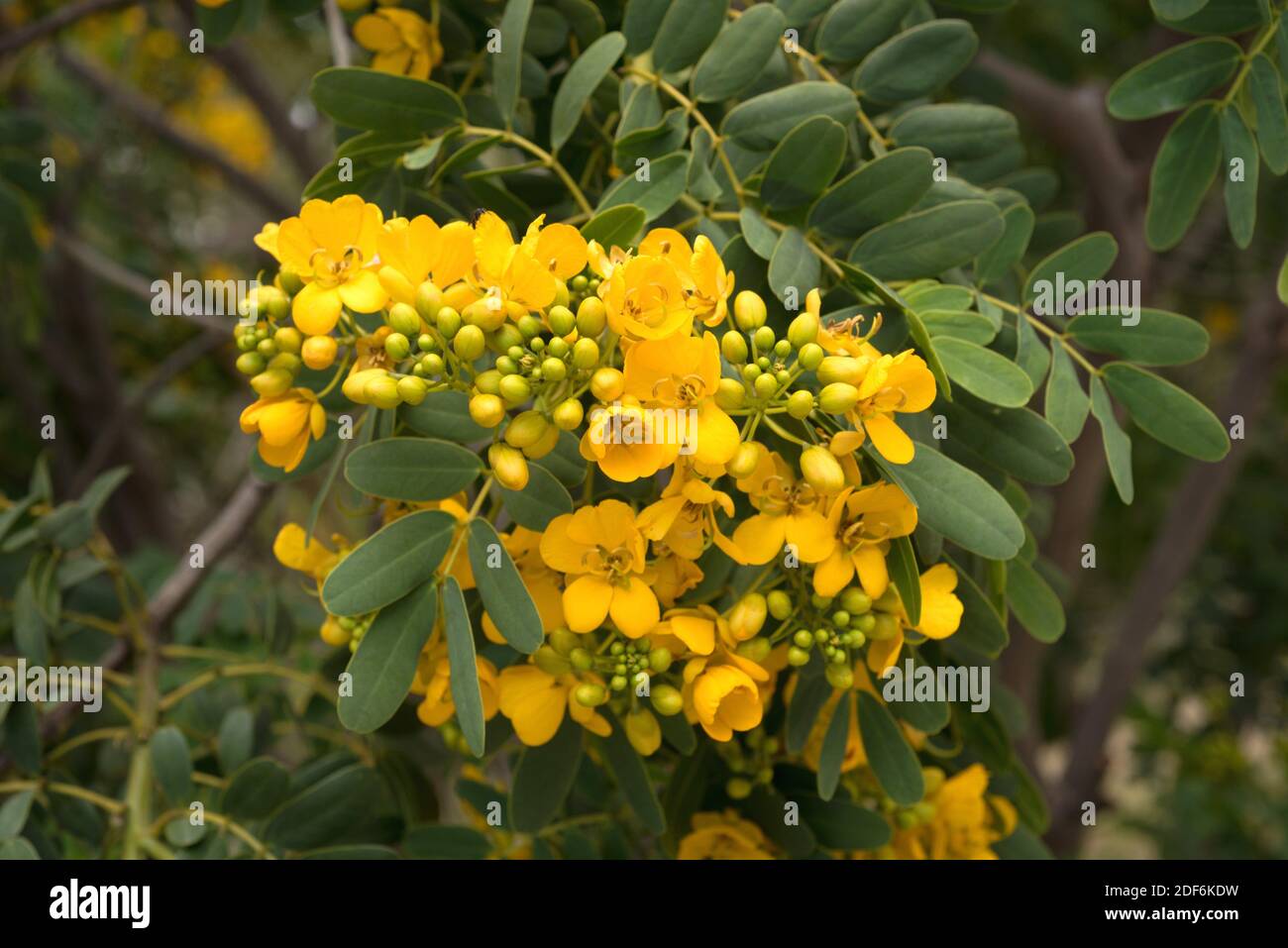 Senna candolleana hi-res stock photography and images - Alamy