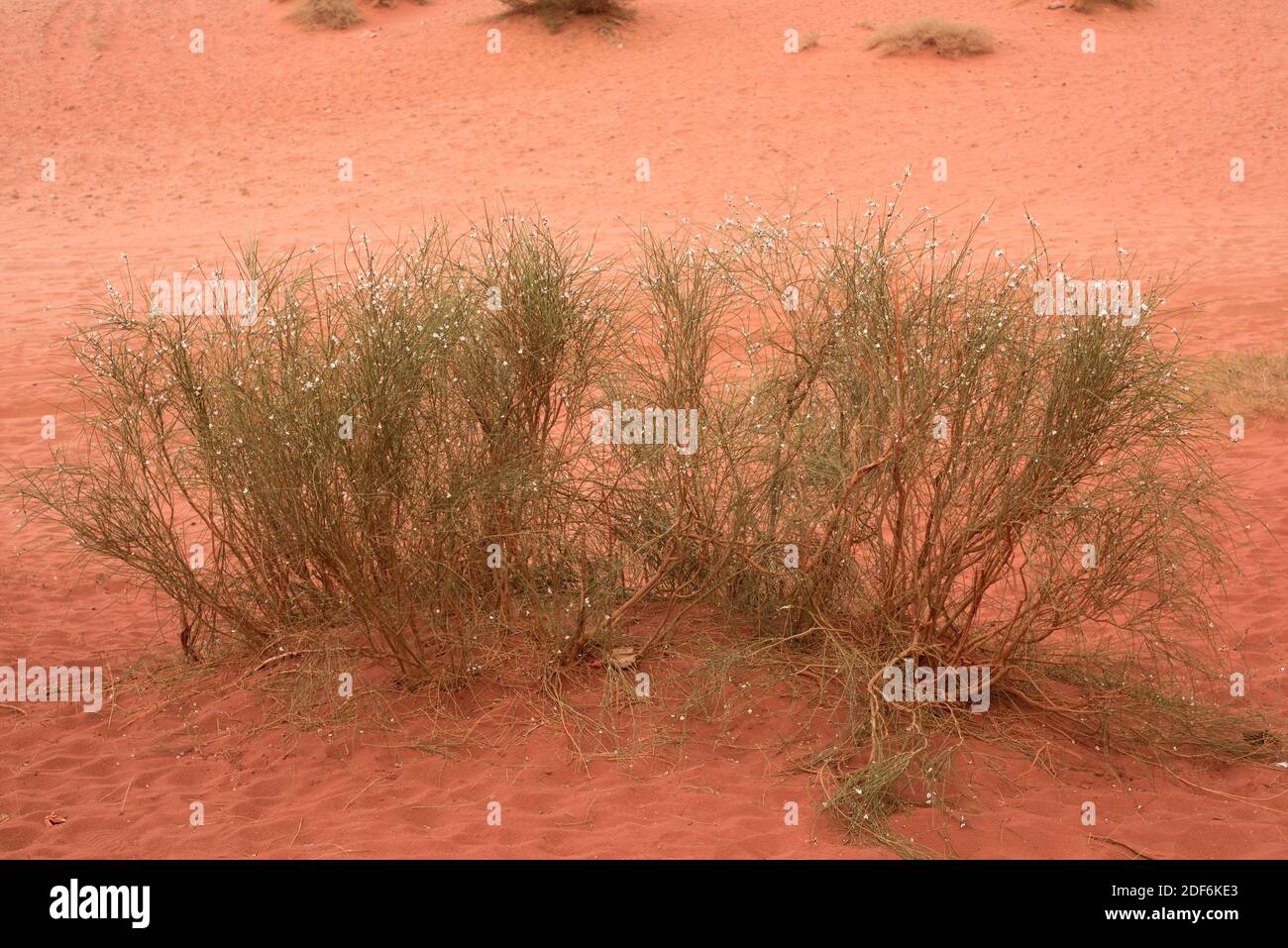 Retama raetam hi-res stock photography and images - Alamy
