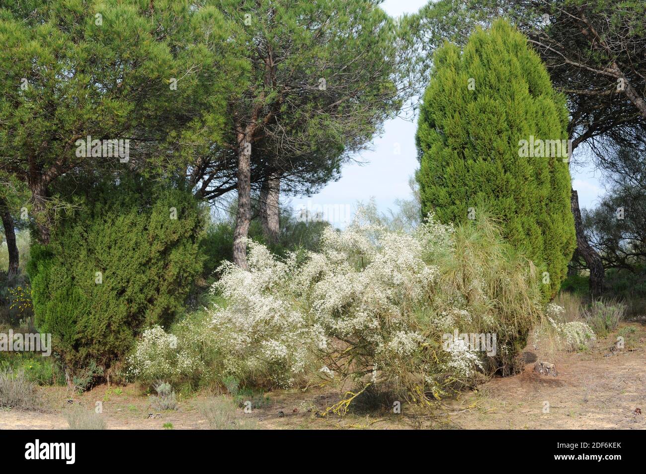 Monosperma High Resolution Stock Photography and Images - Alamy