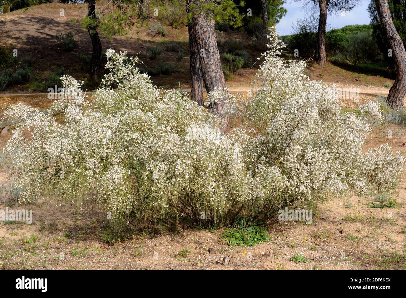 Genista monosperma hi-res stock photography and images - Alamy
