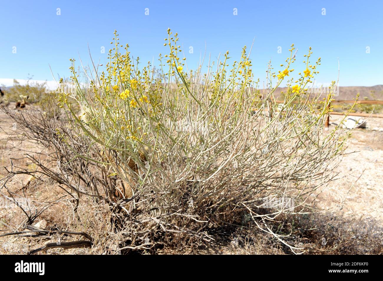 Spiny desert hi-res stock photography and images - Alamy