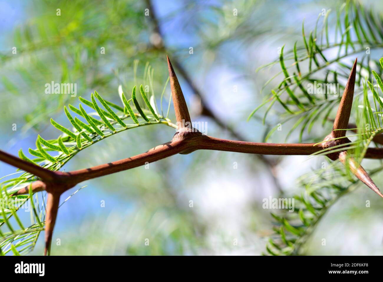 Spine plant hi-res stock photography and images - Alamy