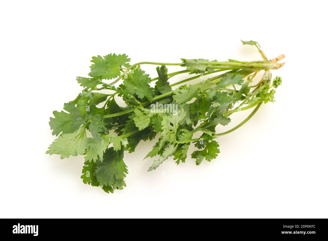 Fresh ripe Green cilantro leaves spice Stock Photo - Alamy
