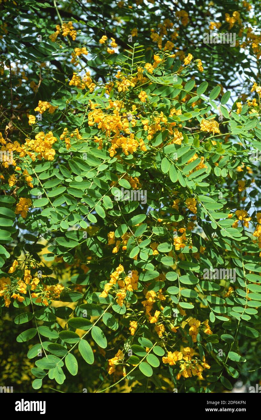 Tipuana High Resolution Stock Photography and Images - Alamy