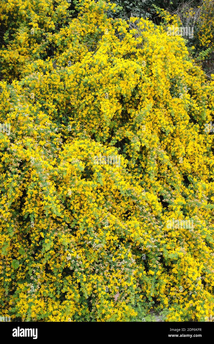 Genista shrub mediterranean flora hi-res stock photography and images ...