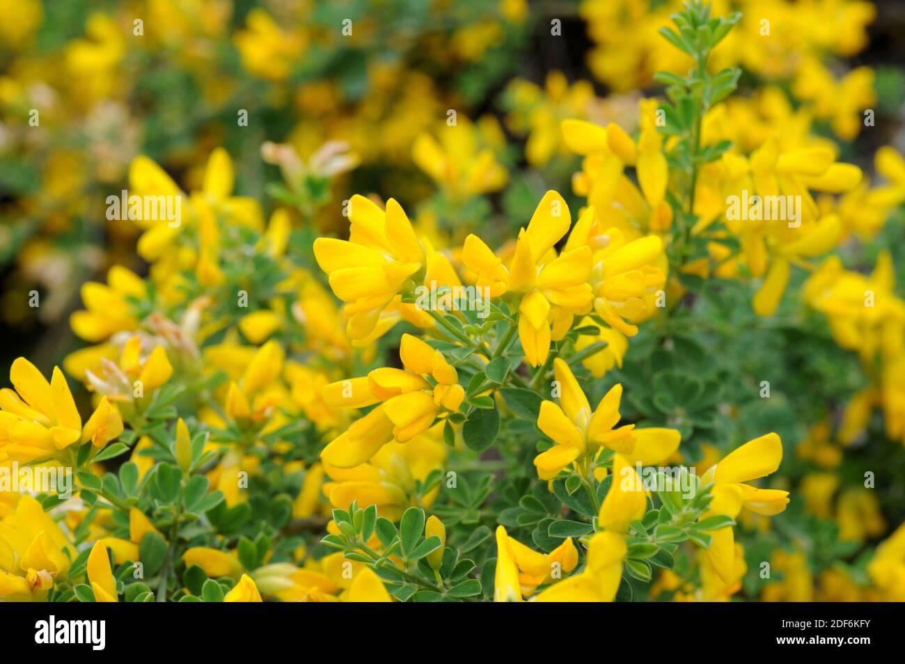 French broom hi-res stock photography and images - Alamy