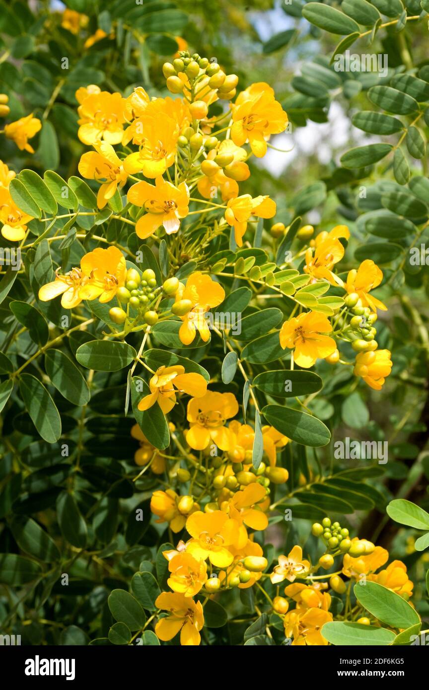 Senna candolleana hi-res stock photography and images - Alamy