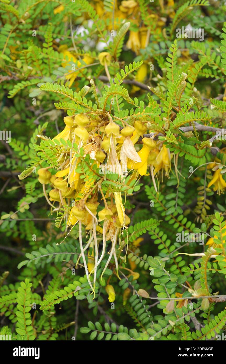 Tree Sophora High Resolution Stock Photography and Images - Alamy