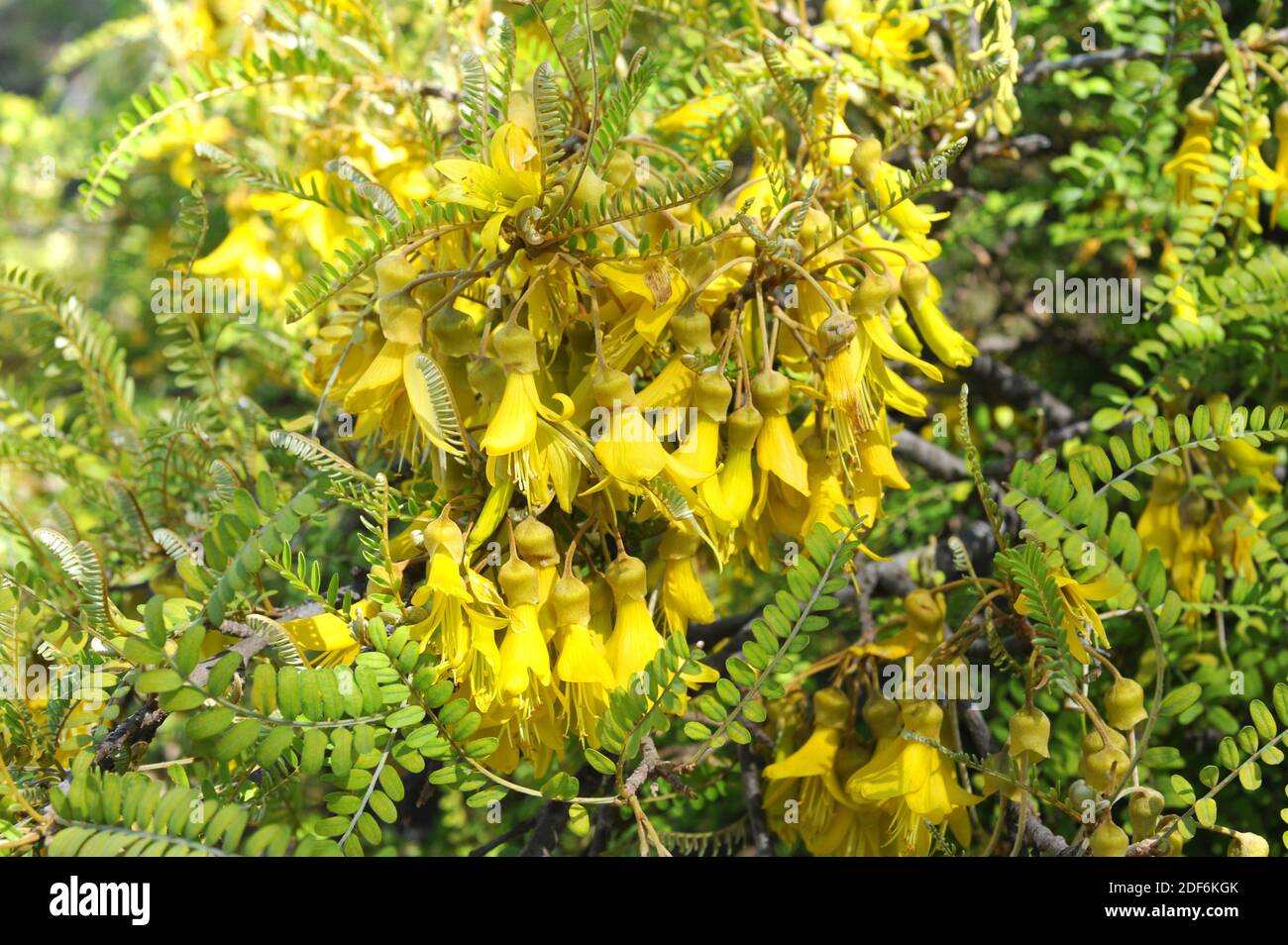 Toromiro sophora toromiro hi-res stock photography and images - Alamy