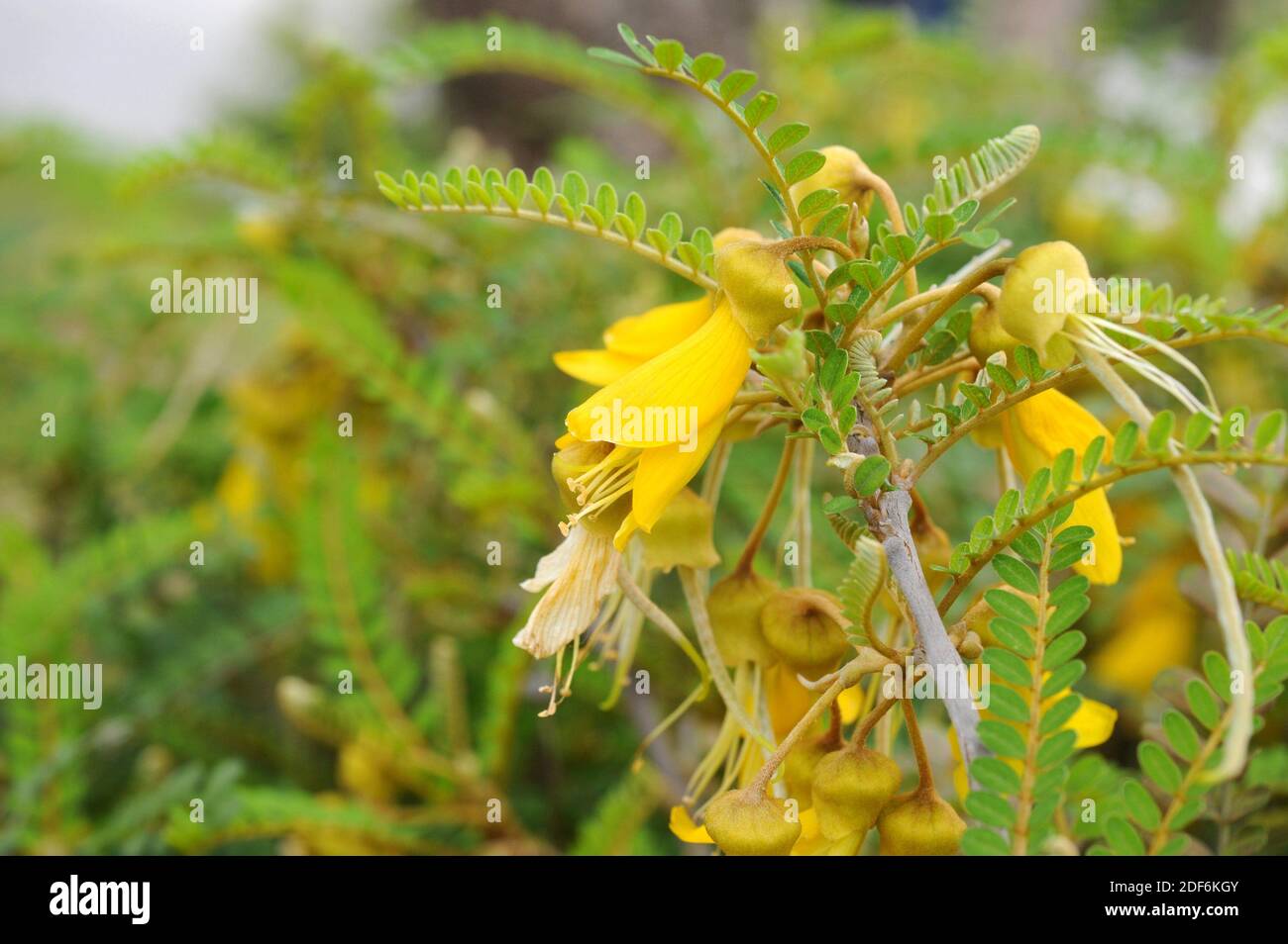 Toromiro sophora toromiro hi-res stock photography and images - Alamy