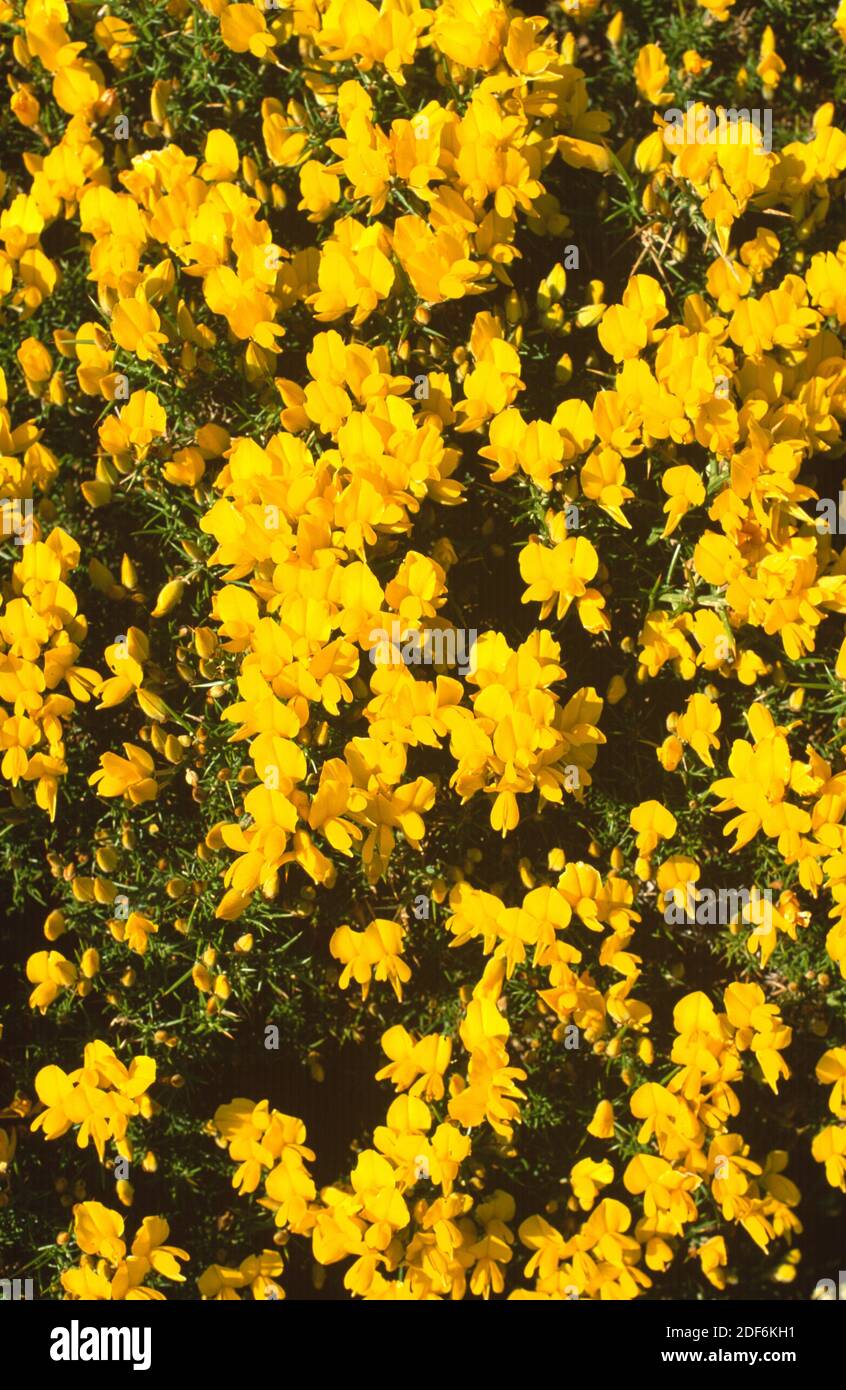 Furze flower hi-res stock photography and images - Alamy