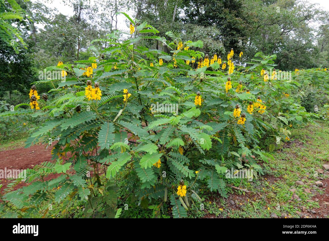 Popcorn senna hi-res stock photography and images - Alamy