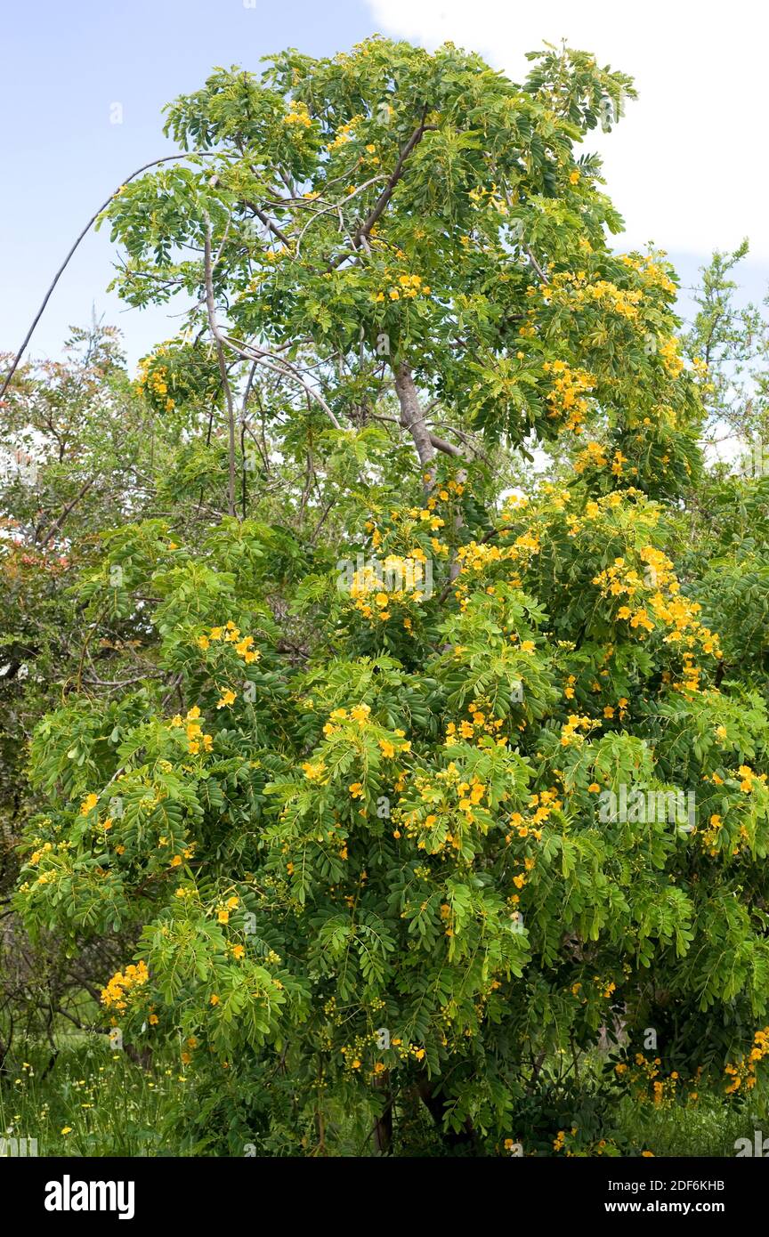 Senna leaf hi-res stock photography and images - Alamy