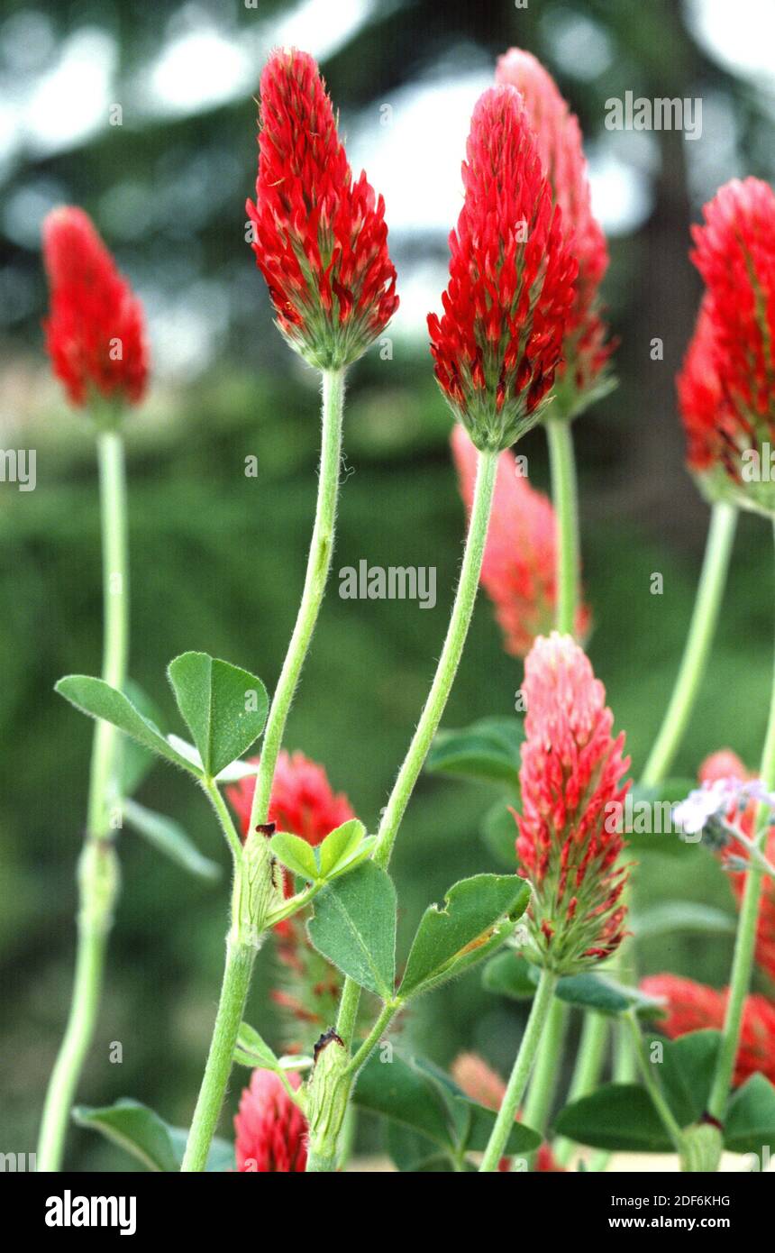 Crimson clover or italian clover (Trifolium incarnatum) is an annual ...