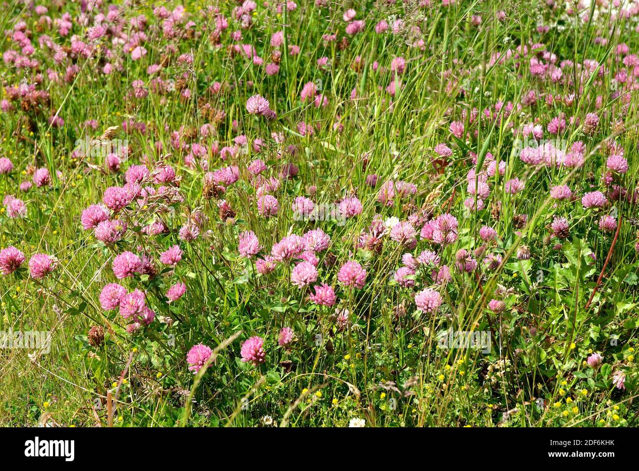Trifolium pratense hi-res stock photography and images - Alamy