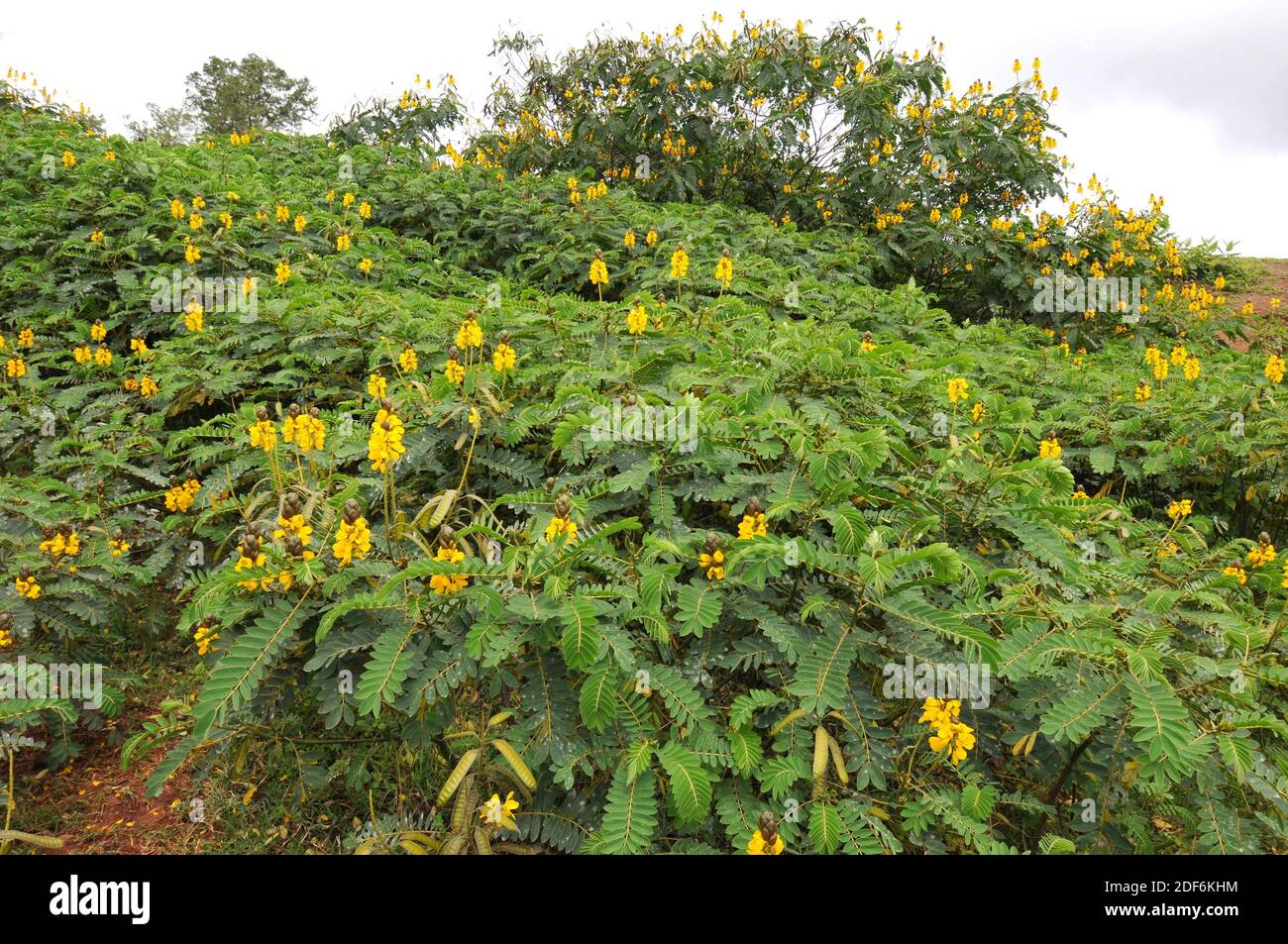 African shrub hi-res stock photography and images - Alamy