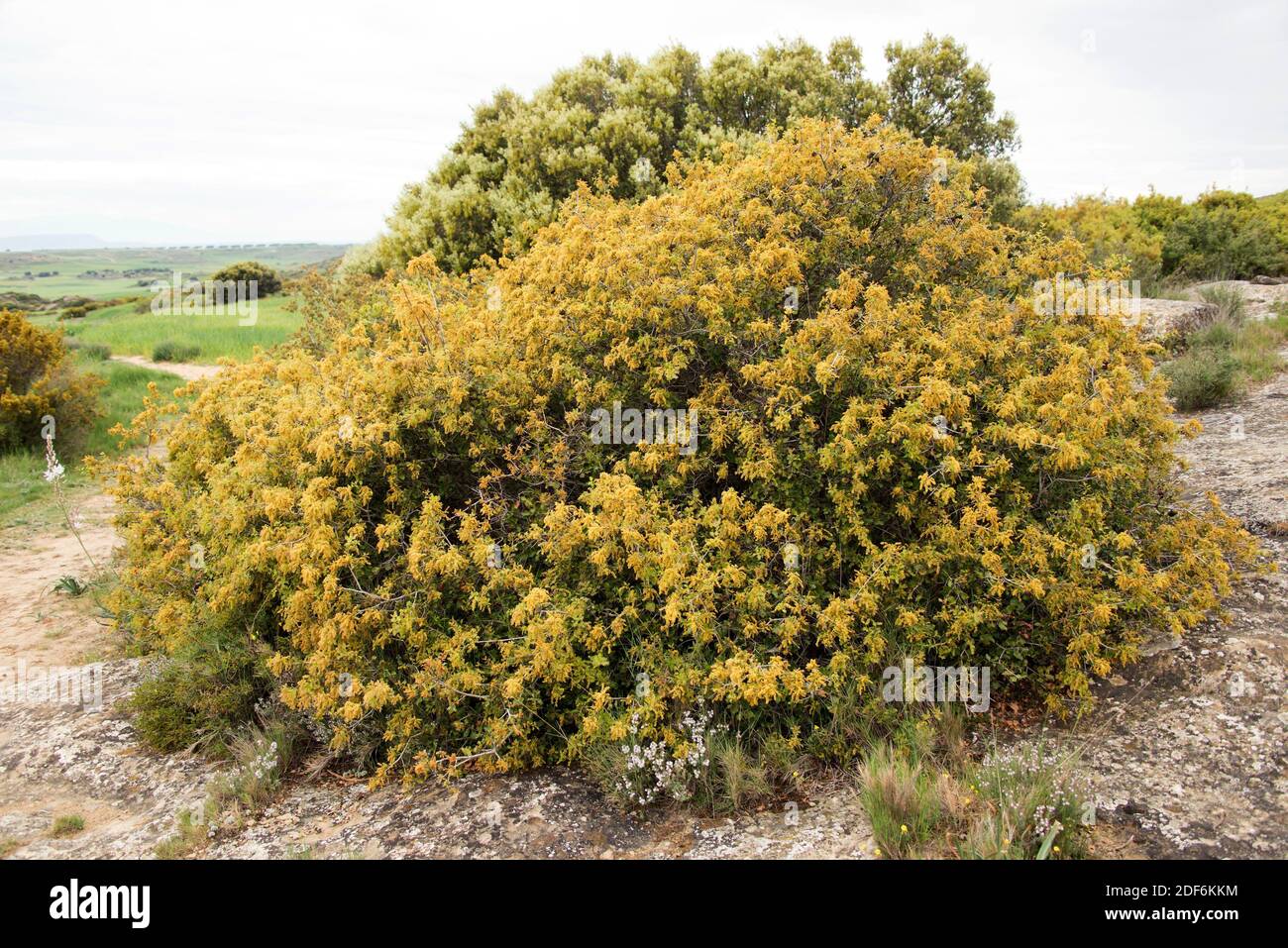 Kermes oak quercus coccifera hi-res stock photography and images - Alamy