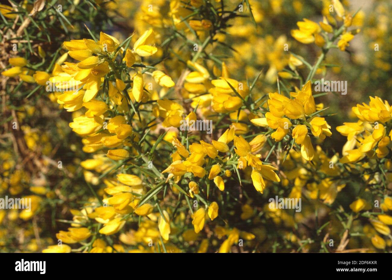 Aliaga morisca hi-res stock photography and images - Alamy
