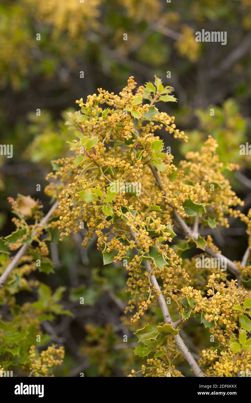 Oak quercus coccifera oak oak hi-res stock photography and images - Alamy