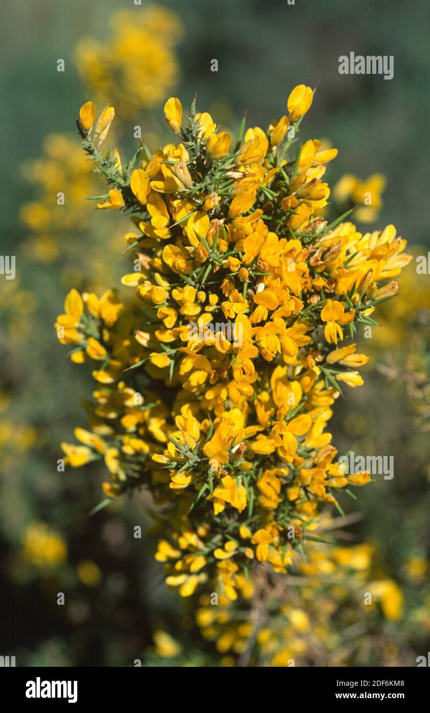Aliaga morisca hi-res stock photography and images - Alamy