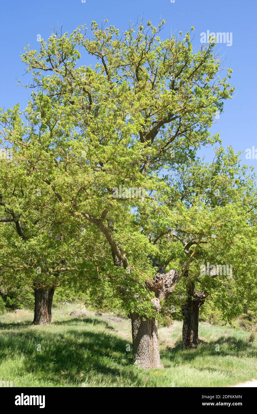 Valencian valencian hi-res stock photography and images - Alamy