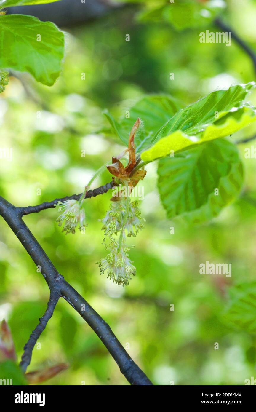 Male flower catkins hi-res stock photography and images - Alamy