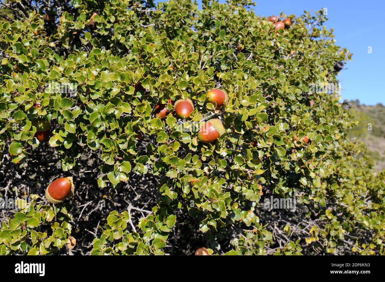 Kermes Oak Quercus Coccifera High Resolution Stock Photography and ...