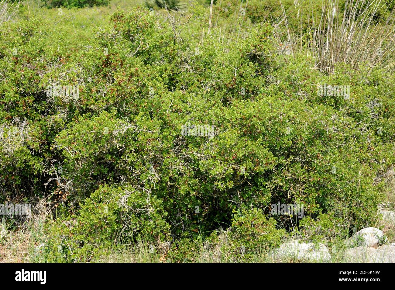 Kermes oak (Quercus coccifera) is a evergreen shrub native to ...