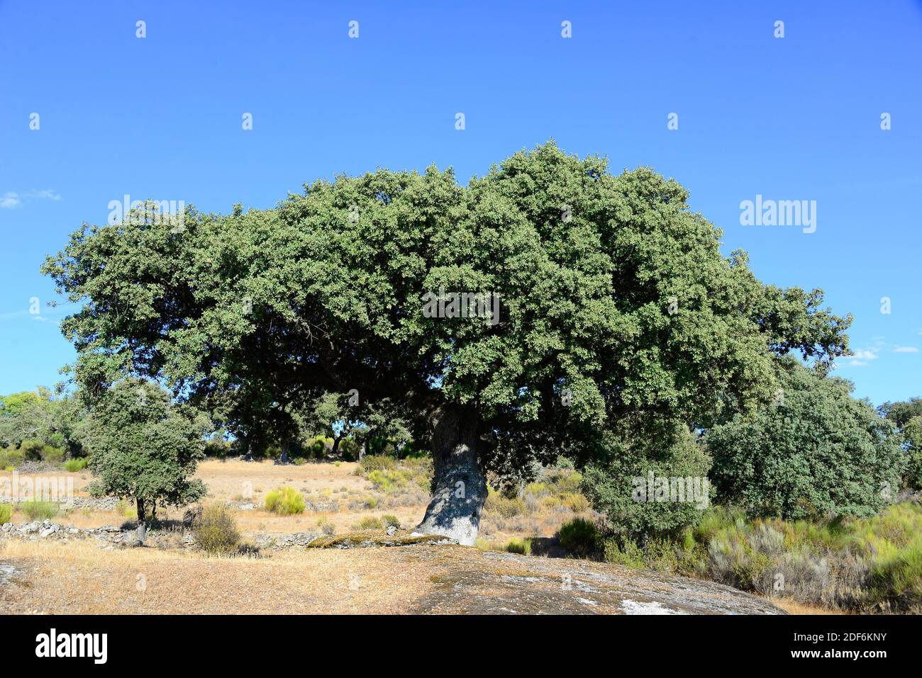 Encina tree quercus ilex hi-res stock photography and images - Alamy