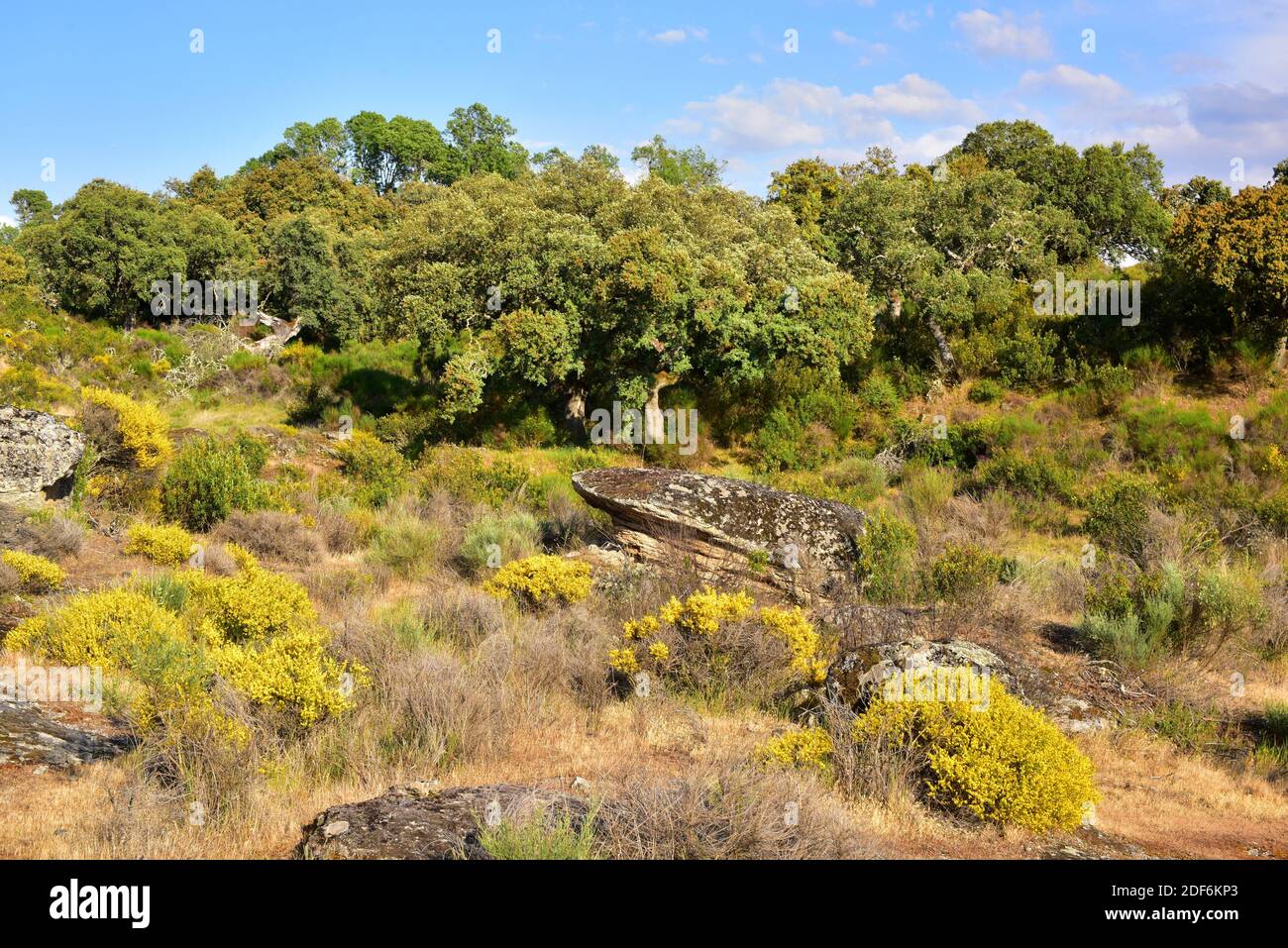 Encina tree quercus ilex hi-res stock photography and images - Alamy