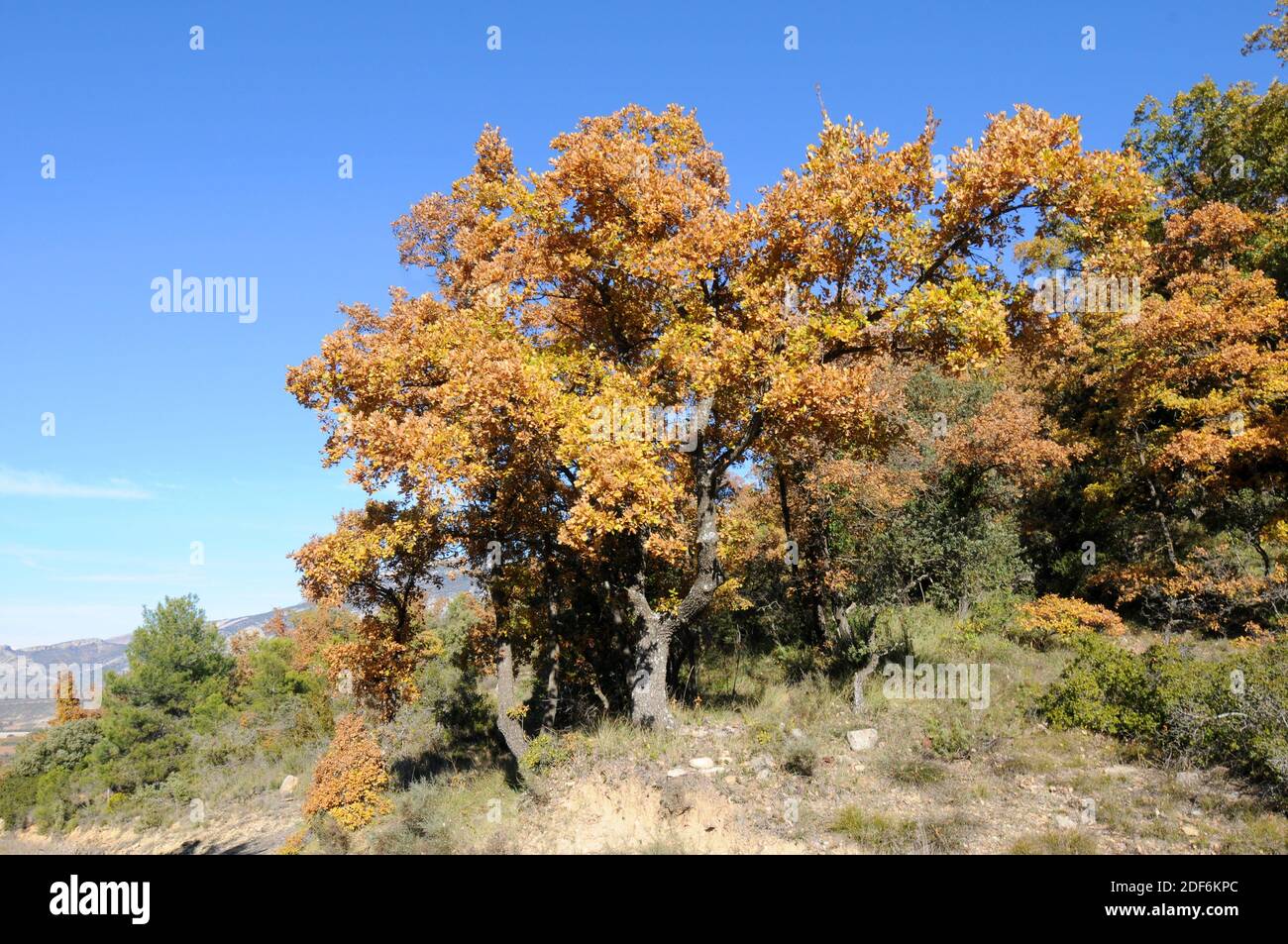 Downy oak quercus pubescens hi-res stock photography and images - Alamy