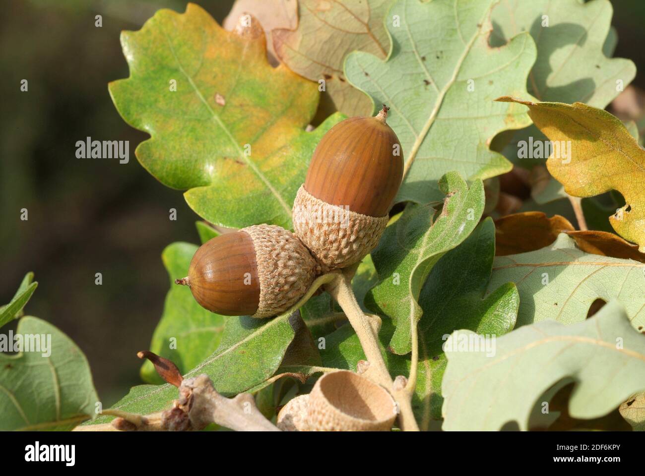 Downy oak quercus pubescens hi-res stock photography and images - Alamy