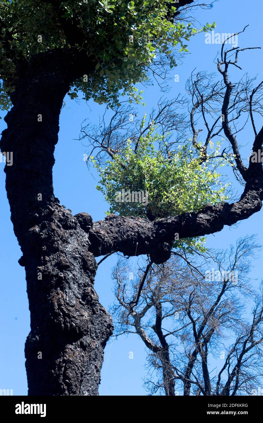 Oak fire hi-res stock photography and images - Alamy