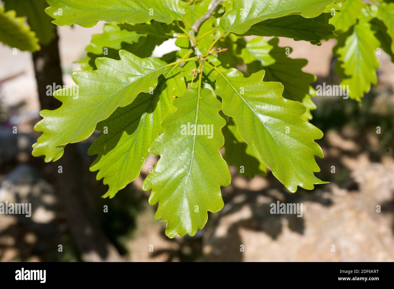 Downy oak quercus pubescens hi-res stock photography and images - Alamy