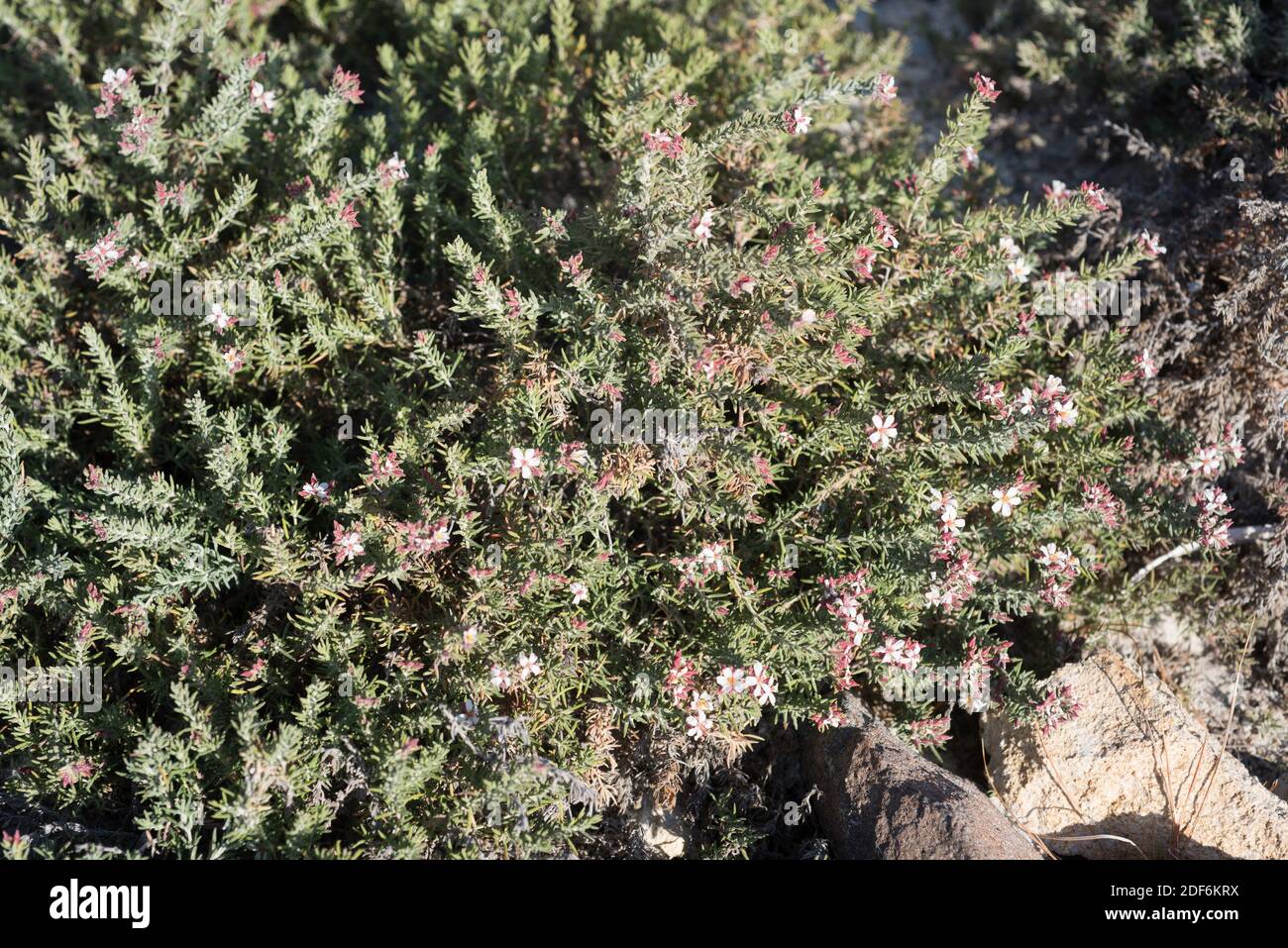 Park sapera hi-res stock photography and images - Alamy