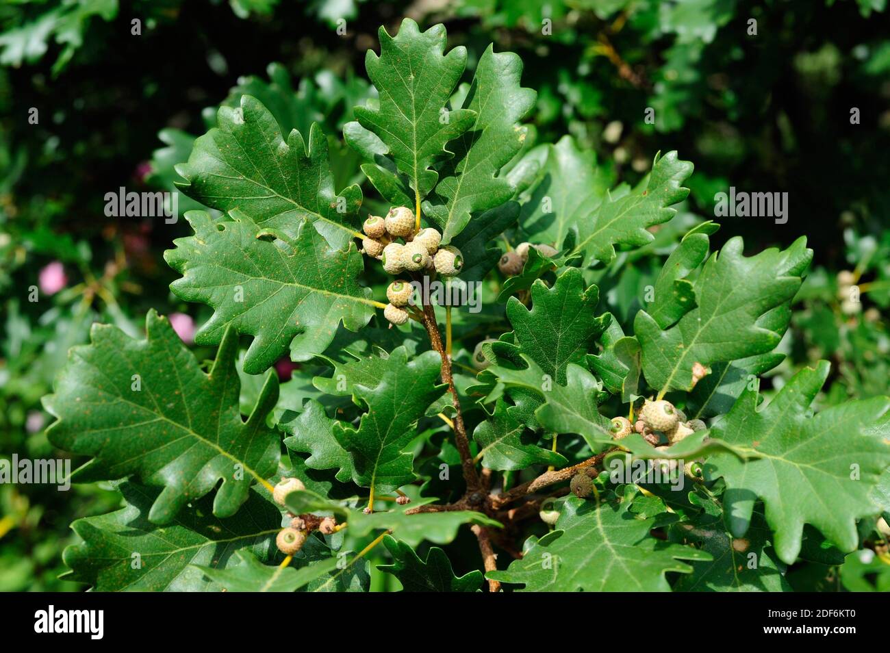 Downy oak quercus pubescens hi-res stock photography and images - Alamy