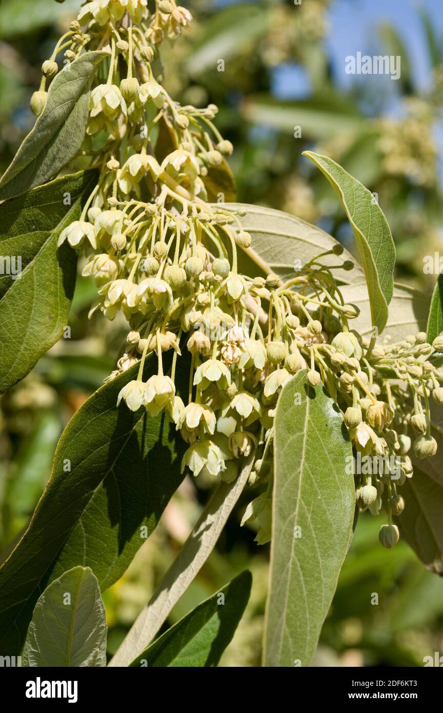Peach tree leaf hi-res stock photography and images - Alamy