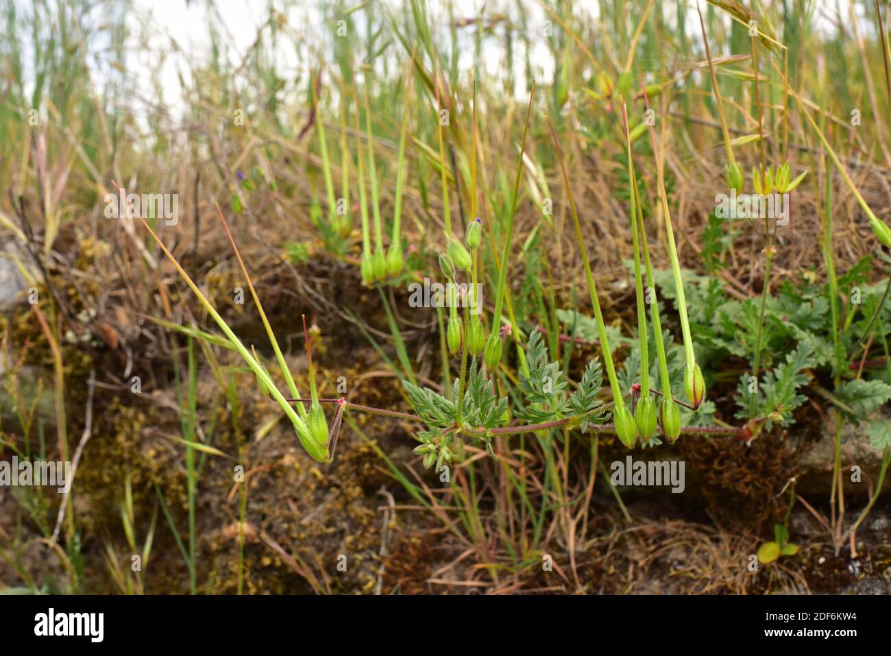 Filaree hi-res stock photography and images - Alamy